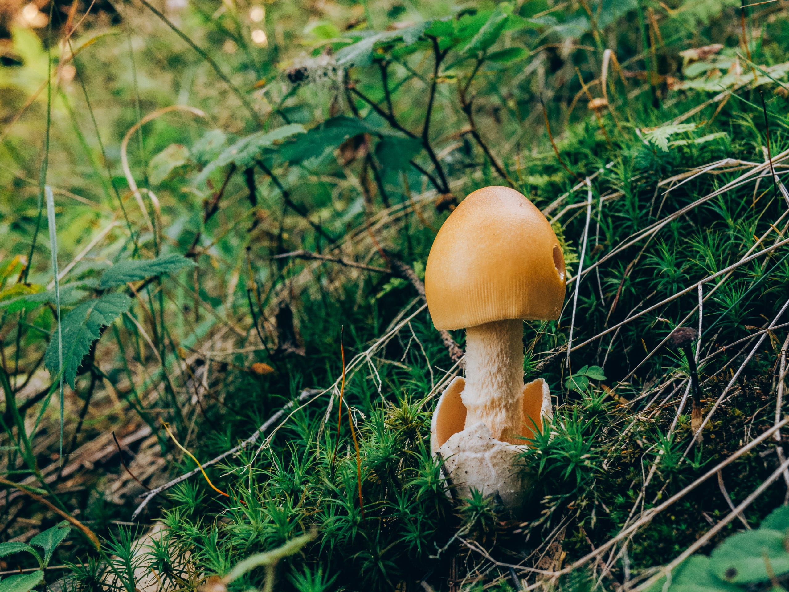L’Amanite safran - Champignon Magazine
