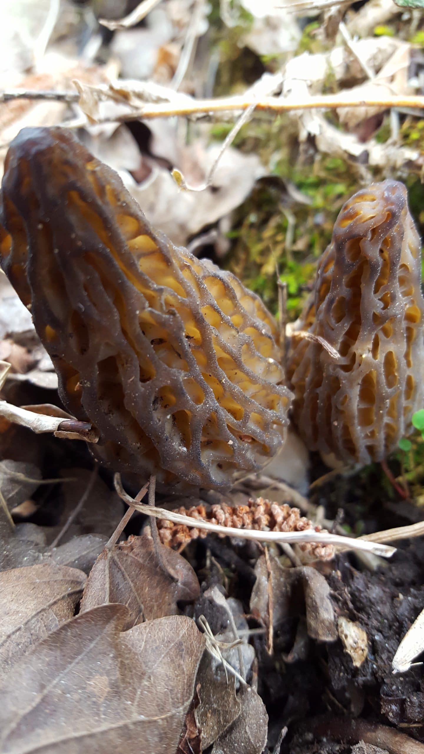 Date moyenne du début de la poussée de la Morille conique (Morchella ...