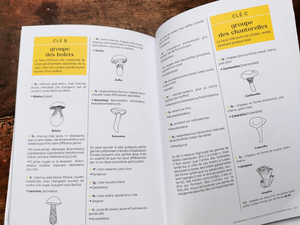 Champignons : repartir sur de bonnes bases - Champignon Magazine